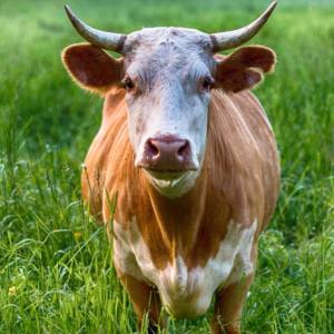 Razas de vacas lecheras