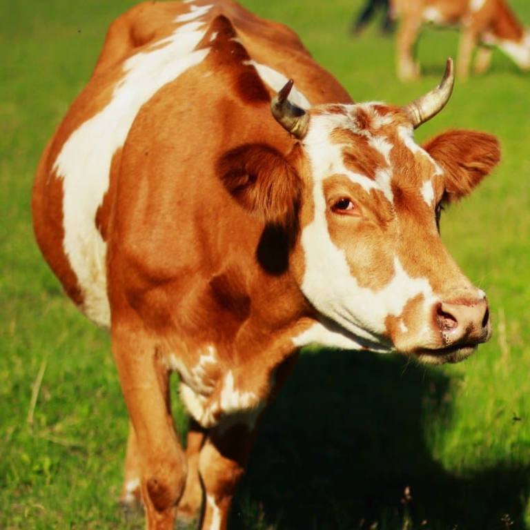 Razas de vacas lecheras