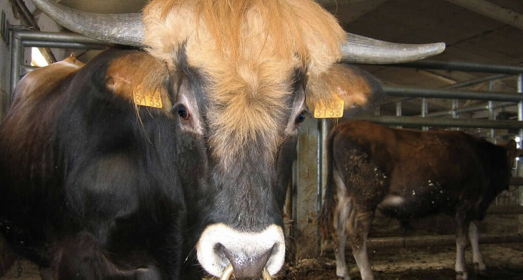 Siete razas de vacas gallegas clave en el desarrollo del sector ...